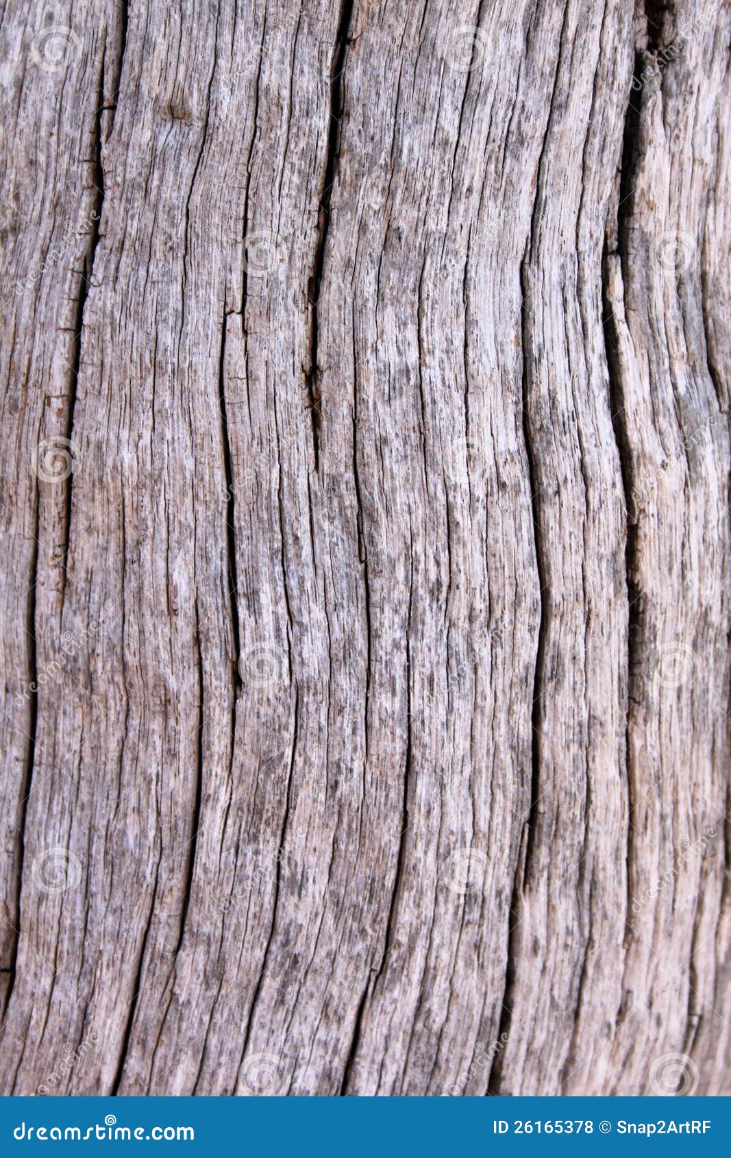 Tree Trunk Background stock photo. Image of large, wilderness - 26165378