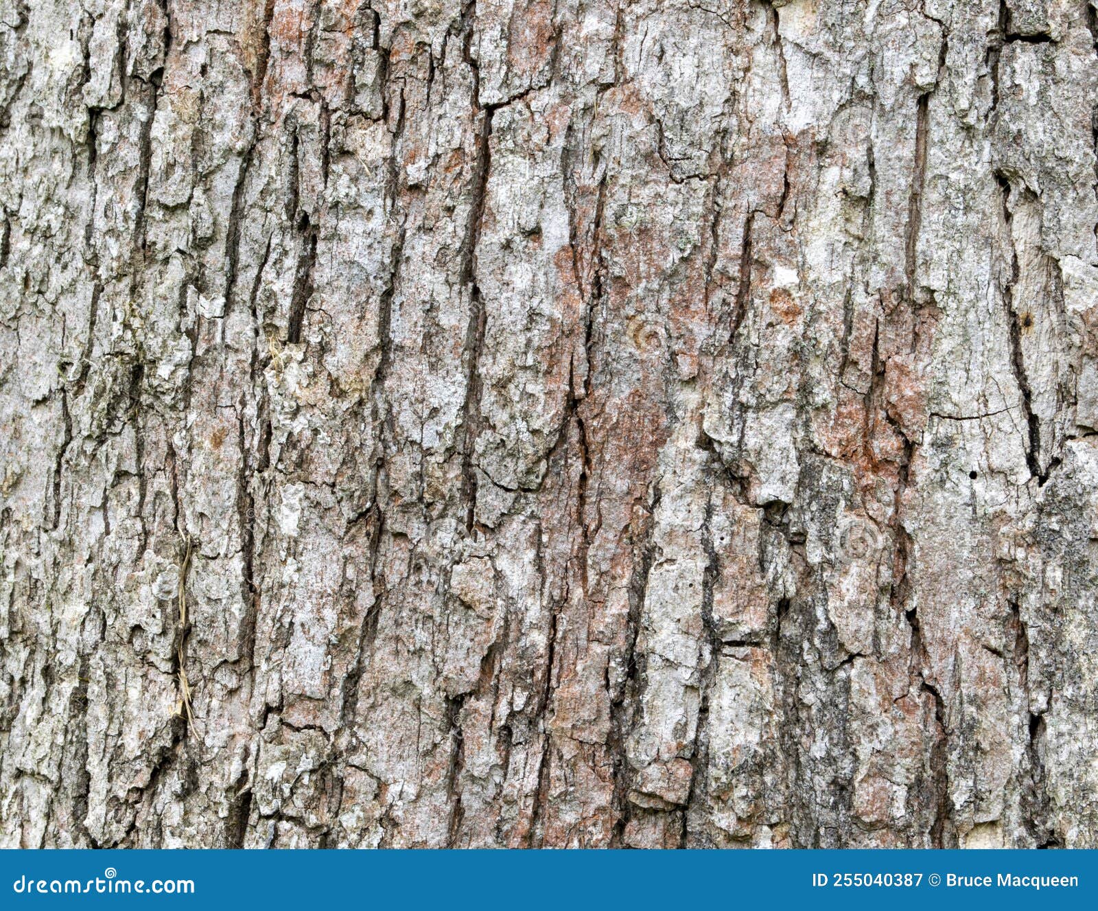 Tree Trunk Background stock image. Image of environment - 255040387