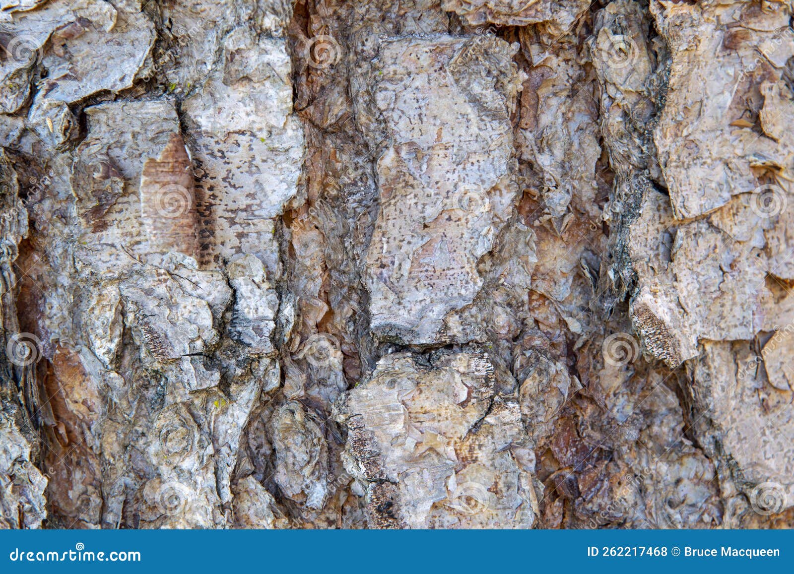 Tree Trunk Background stock photo. Image of trunk, aging - 262217468