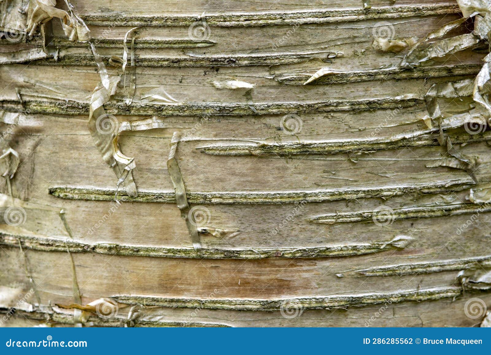Tree Trunk Background stock photo. Image of weathered - 286285562