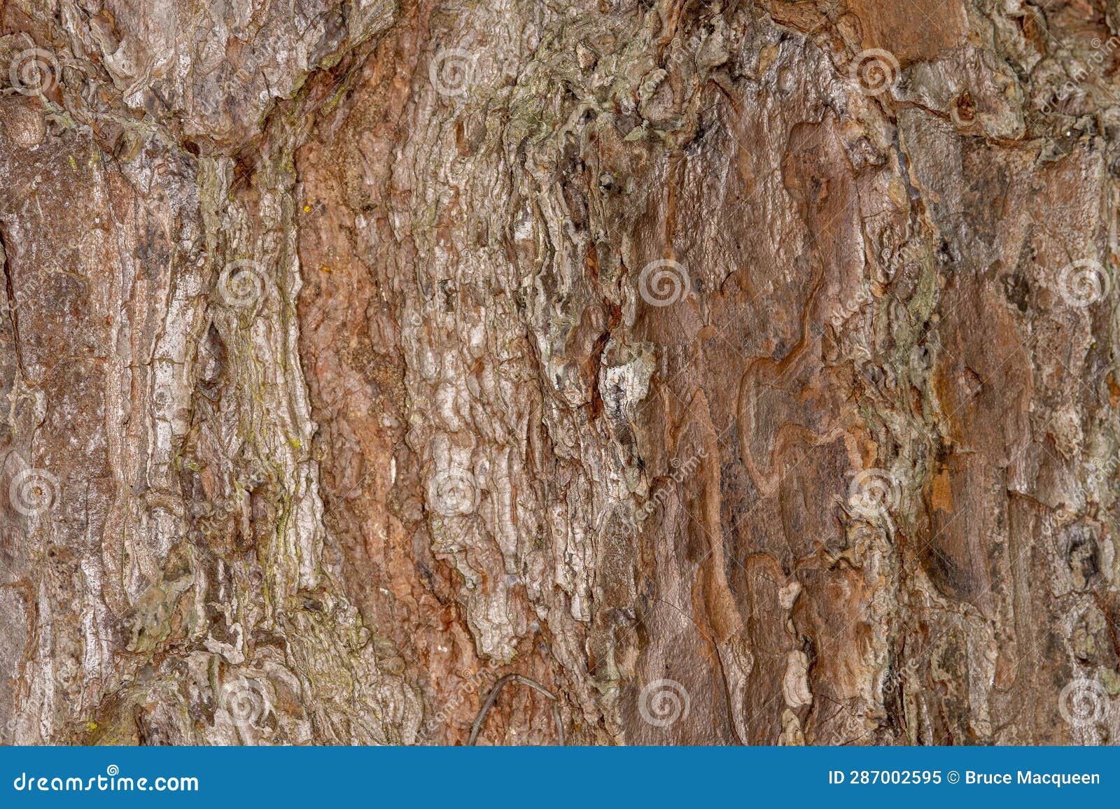 Tree Trunk Background stock image. Image of aging, environment - 287002595