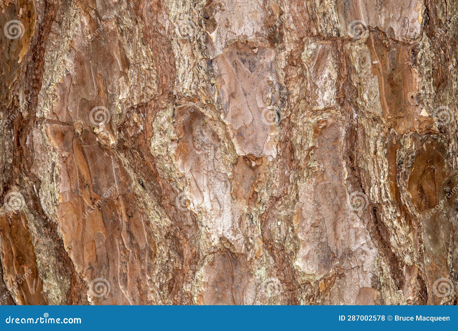 Tree Trunk Background stock photo. Image of tree, wood - 287002578