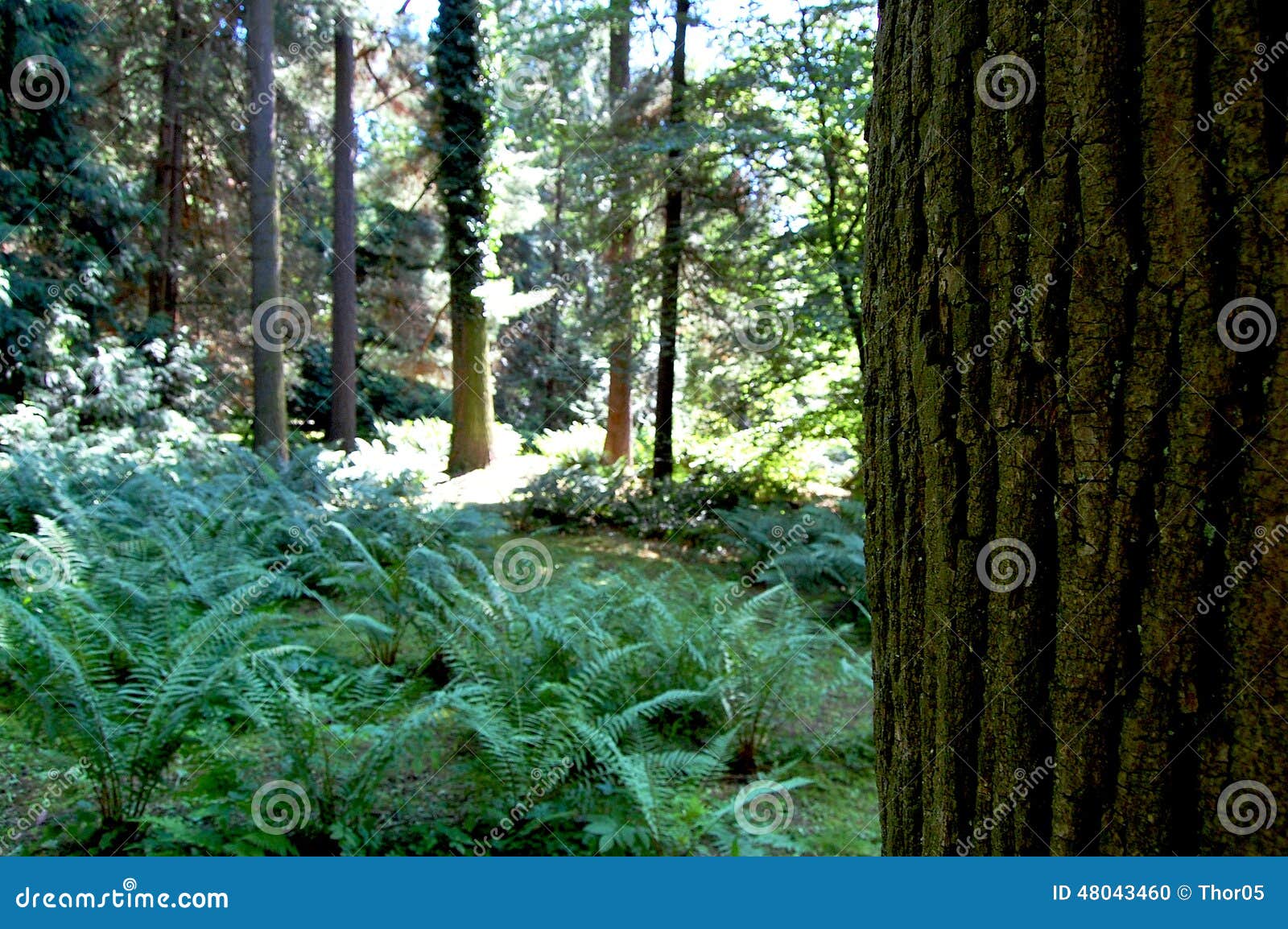 Tree Trunk on a Background of Forest Clearing Stock Photo - Image of ...