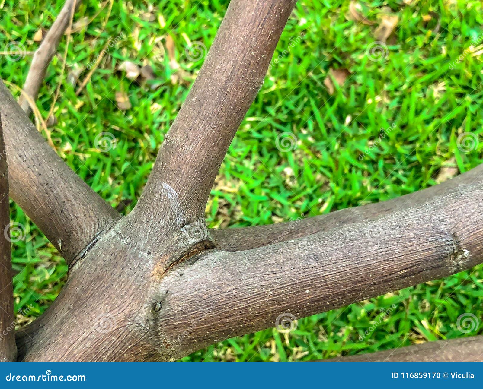Tree Trunk on a Background of Green Grass in the Park. View from the ...