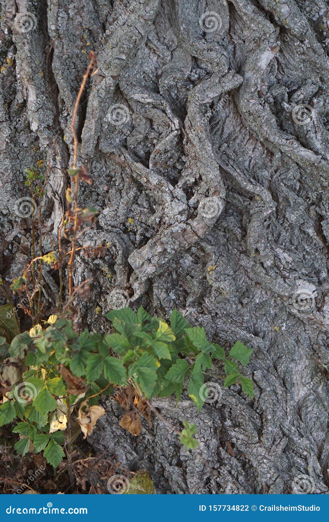 Tree Trunk Background Structured Nature Element Photo Stock Photo ...