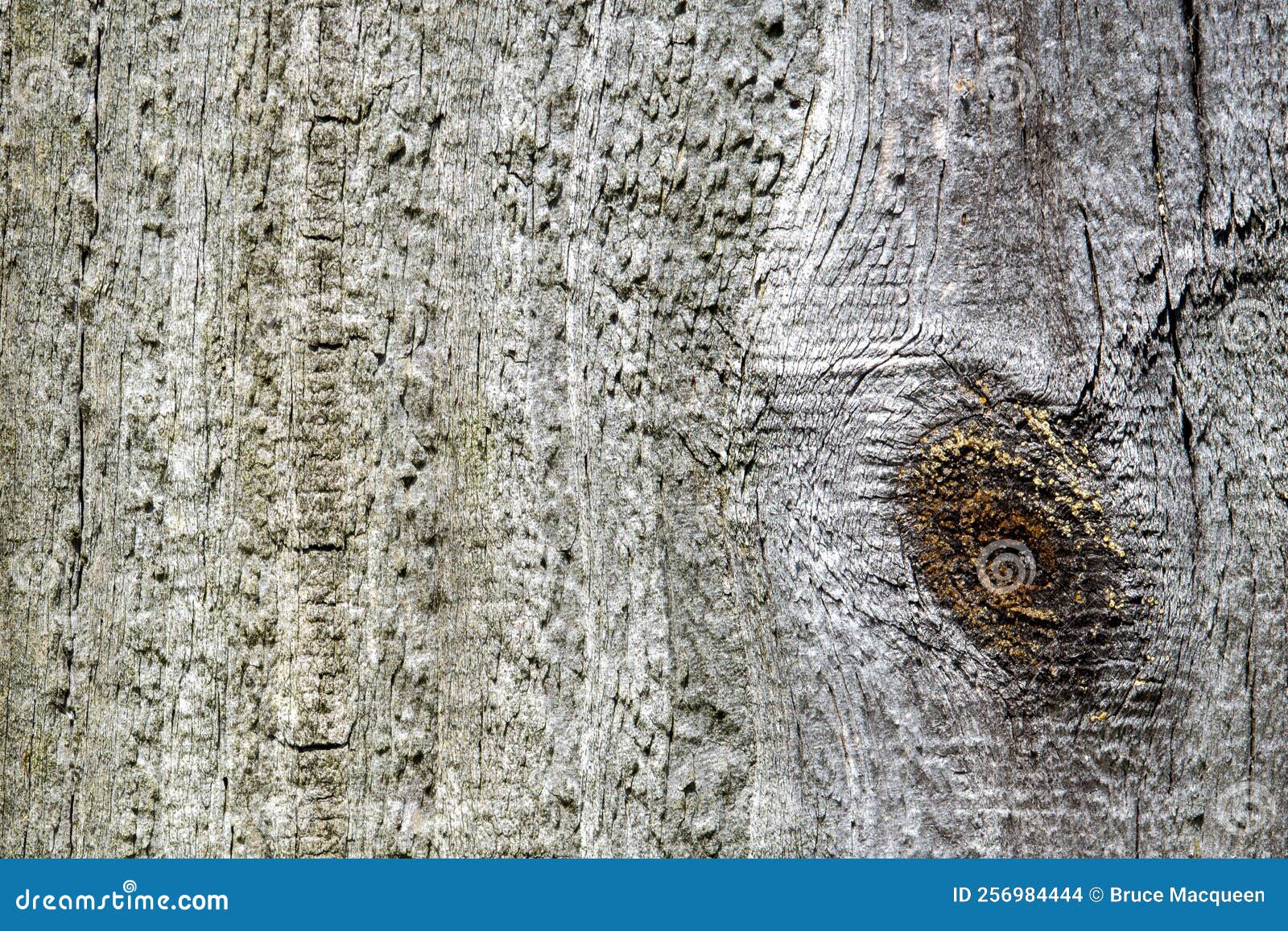Tree Trunk Background stock photo. Image of grunge, environment - 256984444