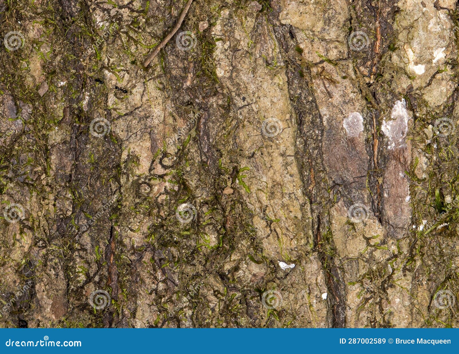 Tree Trunk Background stock image. Image of abstract - 287002589