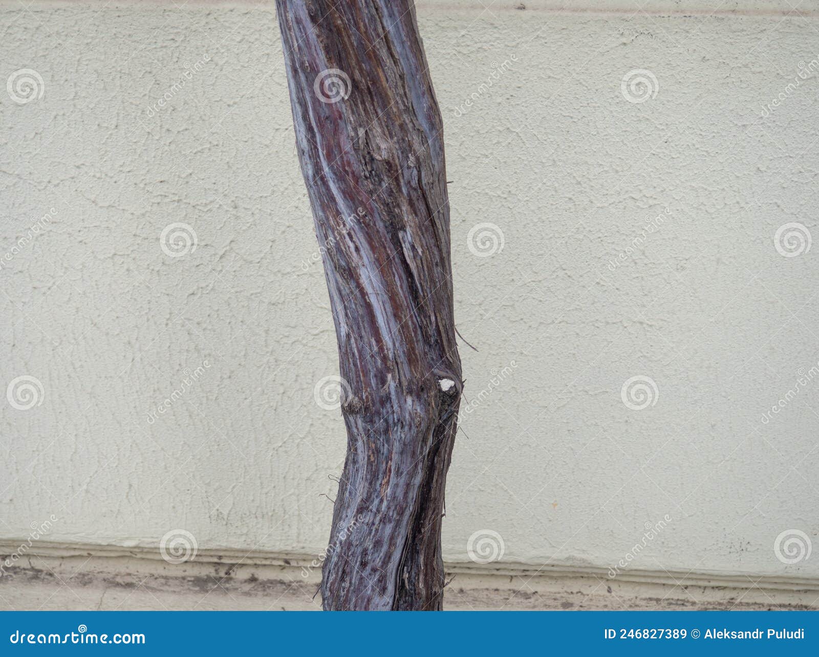 Tree Trunk on the Background of the Wall. Thin Tree Trunk Stock Image ...
