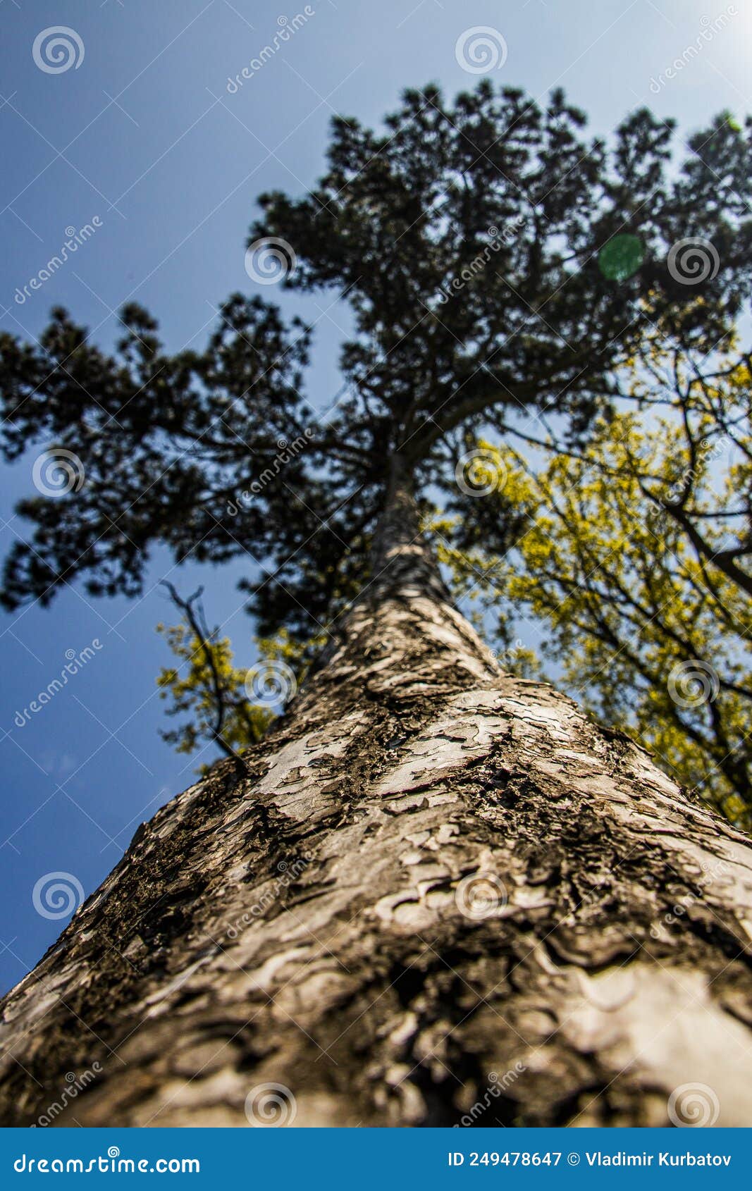 Tree Trunk with Bark Bottom View of Branches and Sky Stock Image ...
