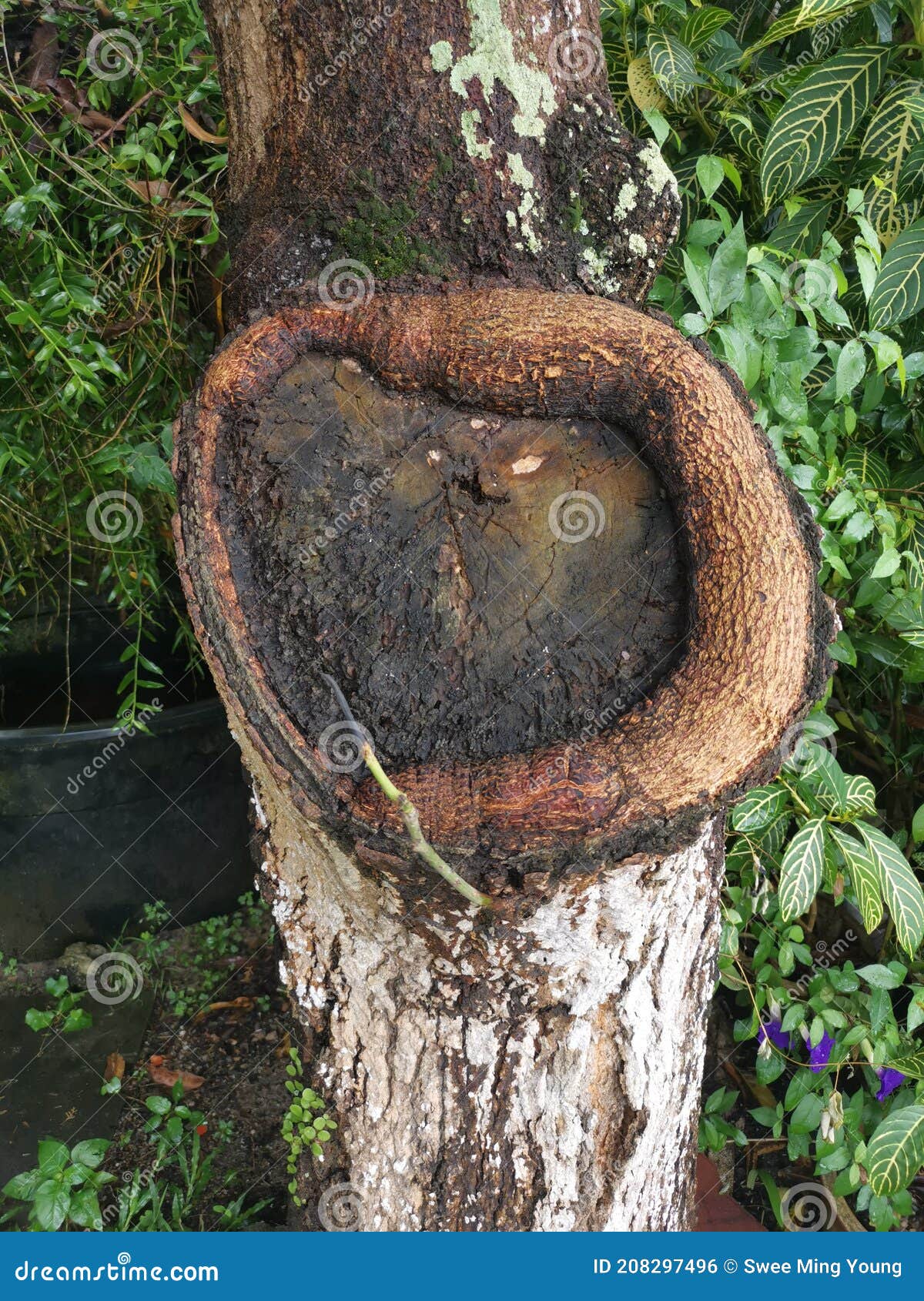 Tree Trunk Bark Cicatrization Healing Texture. Stock Photo - Image of ...