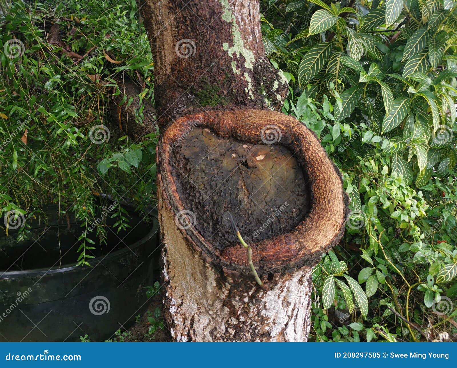 Tree Trunk Bark Cicatrization Healing Texture. Stock Image - Image of ...