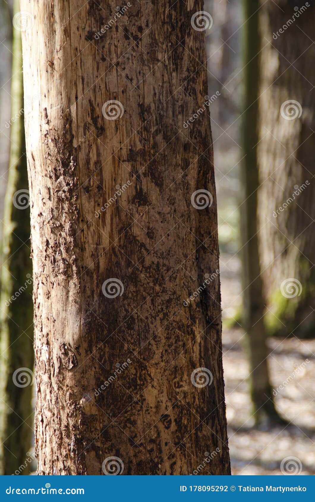 Tree Trunk without Bark Close-up. a Bare Tree in the Forest. Stock ...