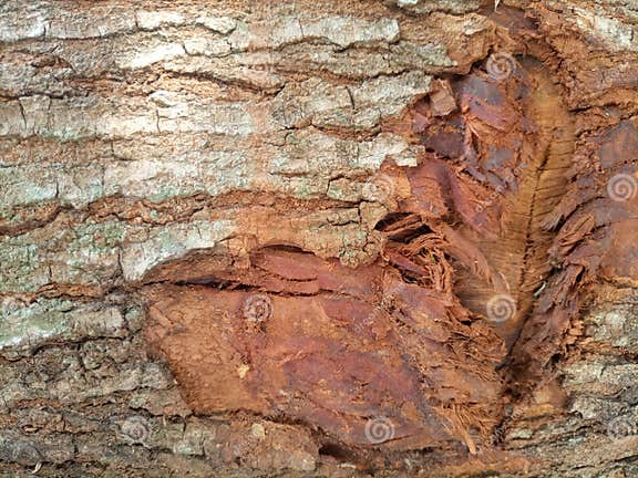 Tree Trunk with Bark Cut by Sharp Objects Stock Photo - Image of leaf ...