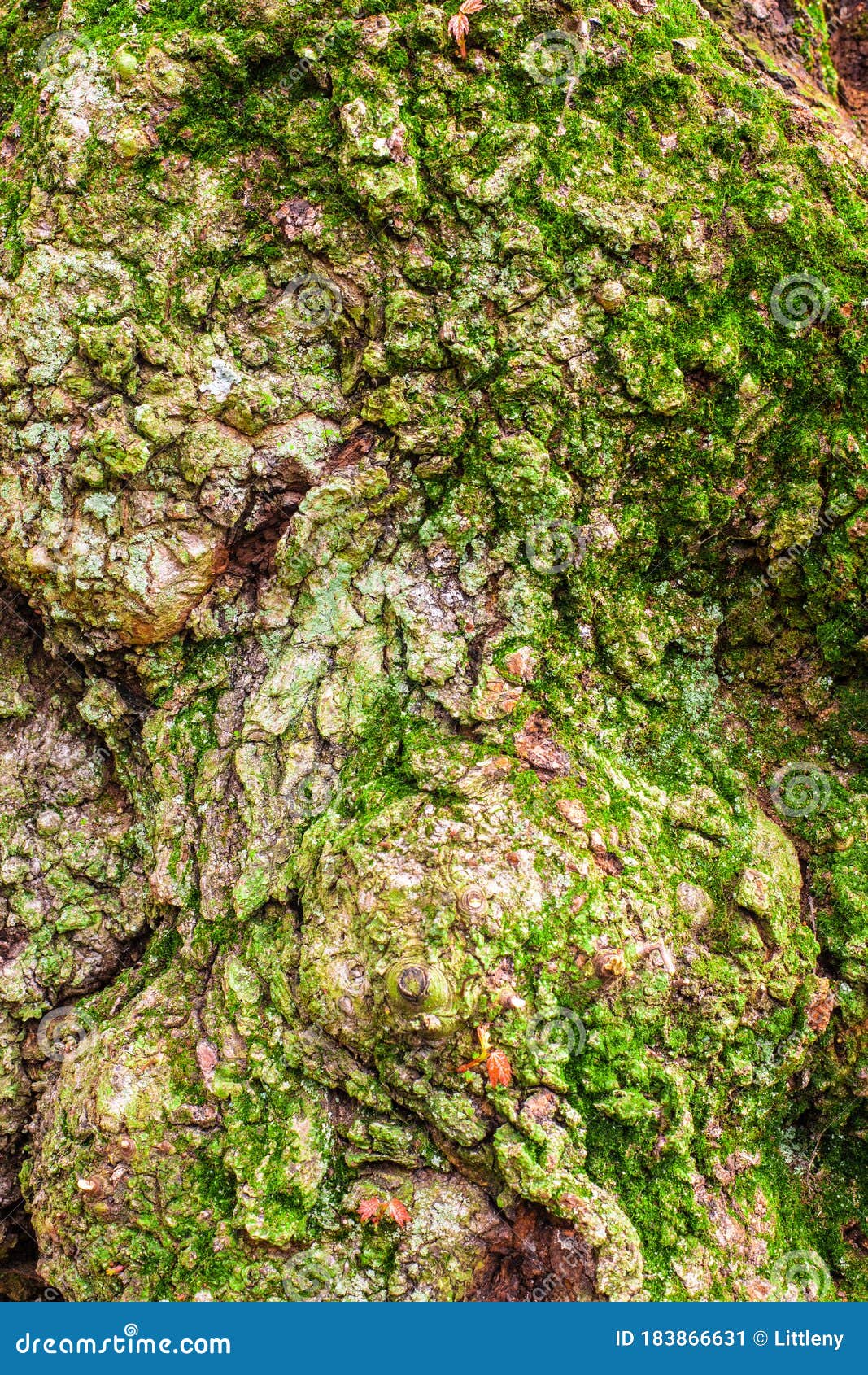 Tree Trunk and Bark Detailed Image Stock Image - Image of knobs ...