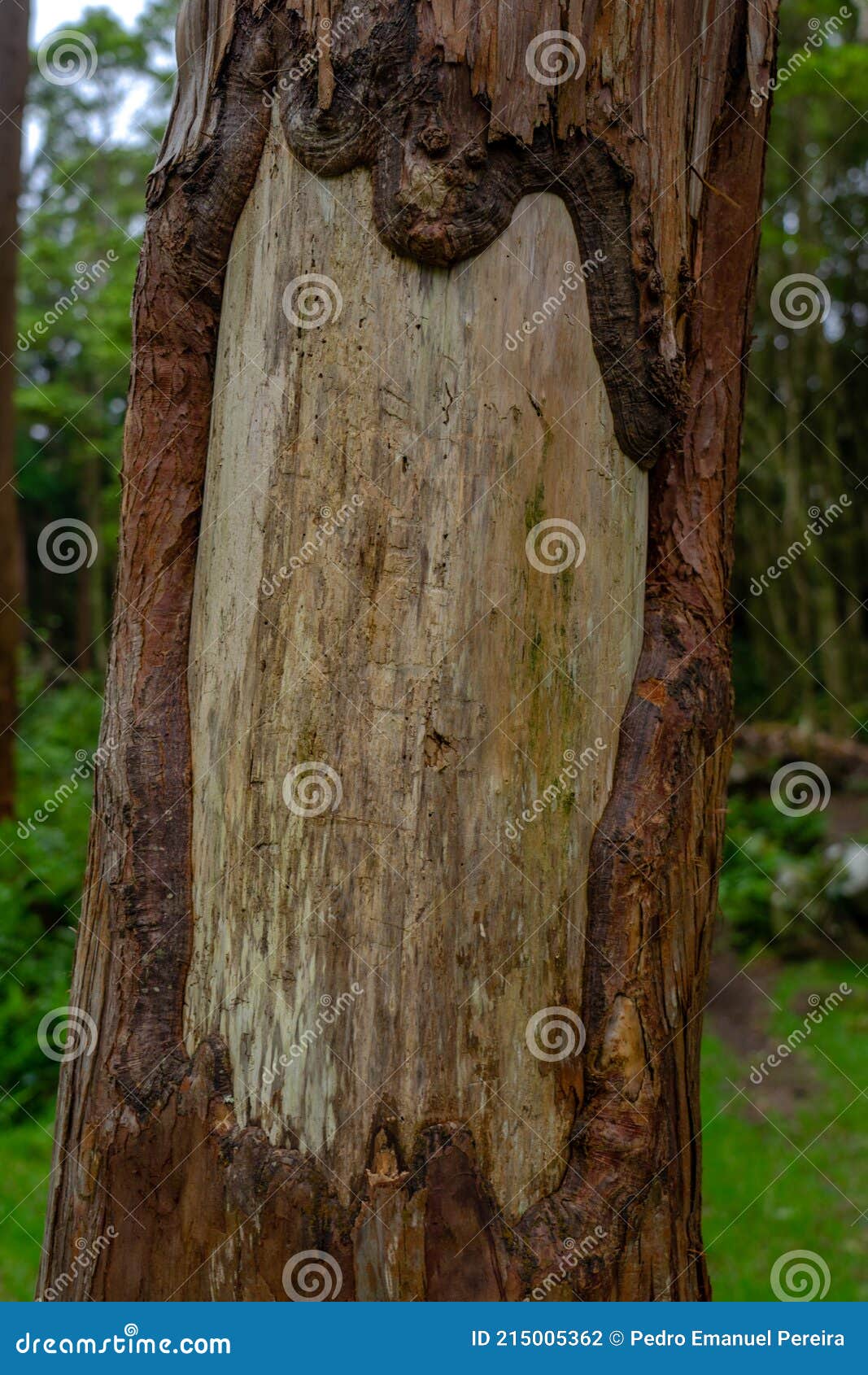 Tree Trunk without Bark Part in Oval Shape Stock Photo - Image of shape ...