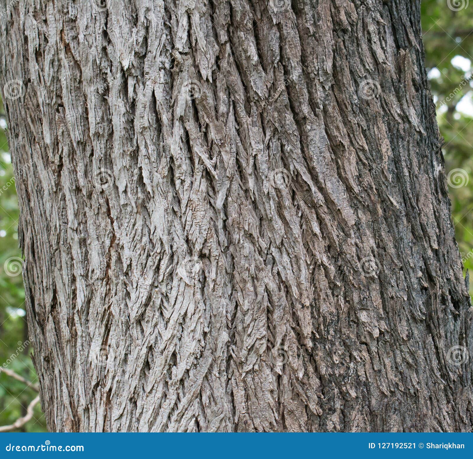 Tree Trunk Bark Pattern Texture Stock Image - Image of tree, texture ...