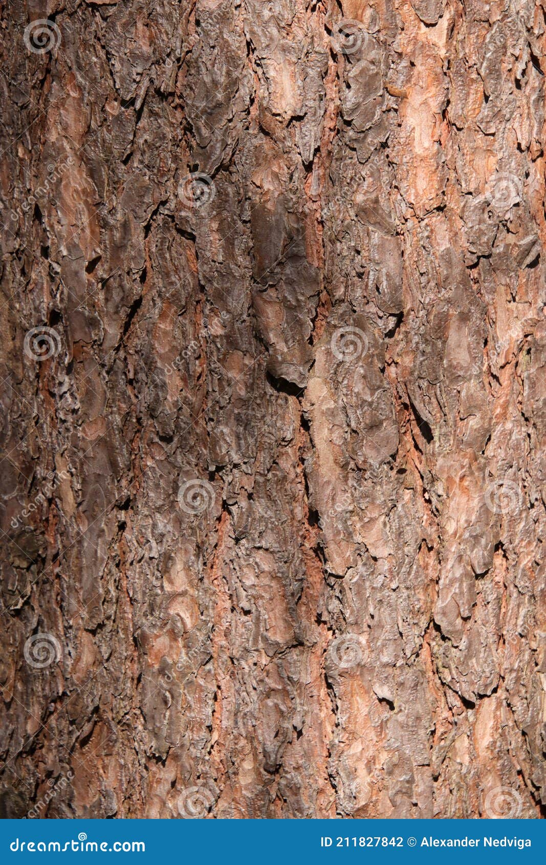 Tree trunk bark texture stock photo. Image of woods - 211827842
