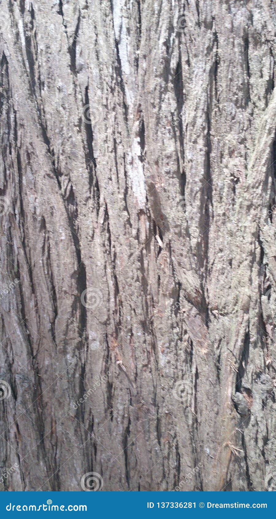 Tree Trunk Bark Texture that Looks Like a Rock Stock Image - Image of ... Tree Trunk Bark Texture that Looks Like a Rock Stock Image - Image of ...