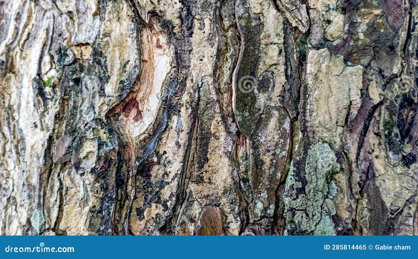 Tree Trunk Bark, Texture Suitable for Background. Stock Image - Image ...