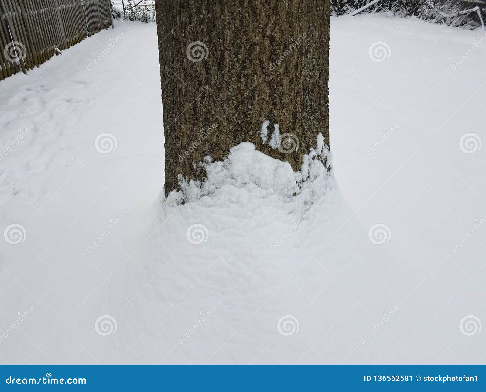 Tree Trunk and Bark with White Snow Stock Image - Image of frigid ...