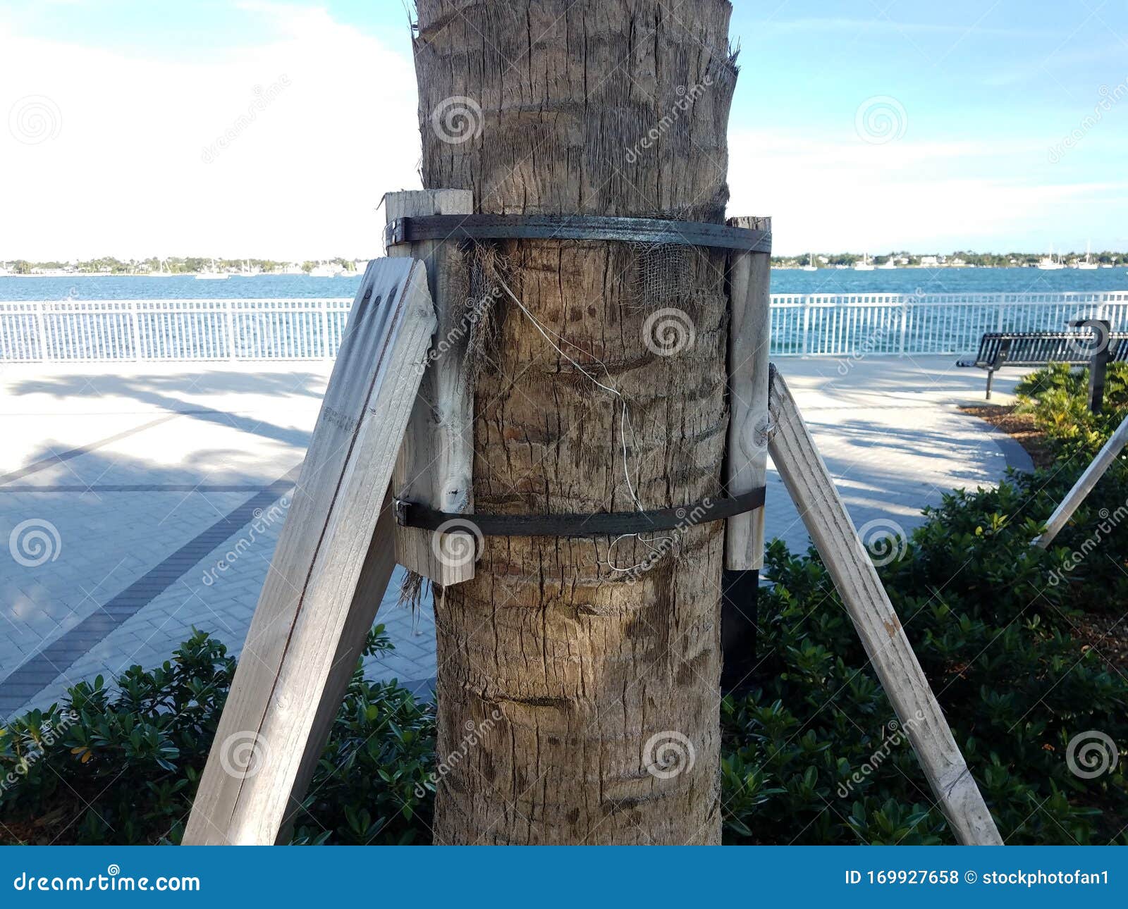 Tree Trunk and Bark with Wooden Supports Stock Photo - Image of nature ...