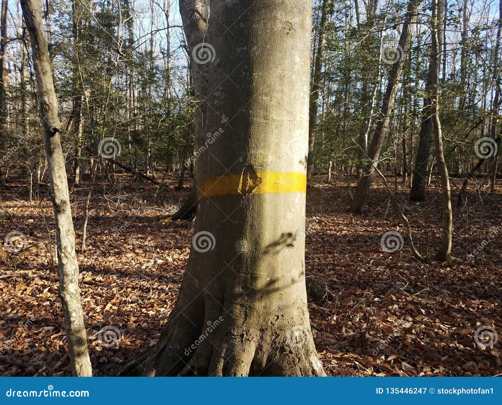 Tree Trunk and Bark with Yellow Paint Marking and Brown Leaves Stock ...