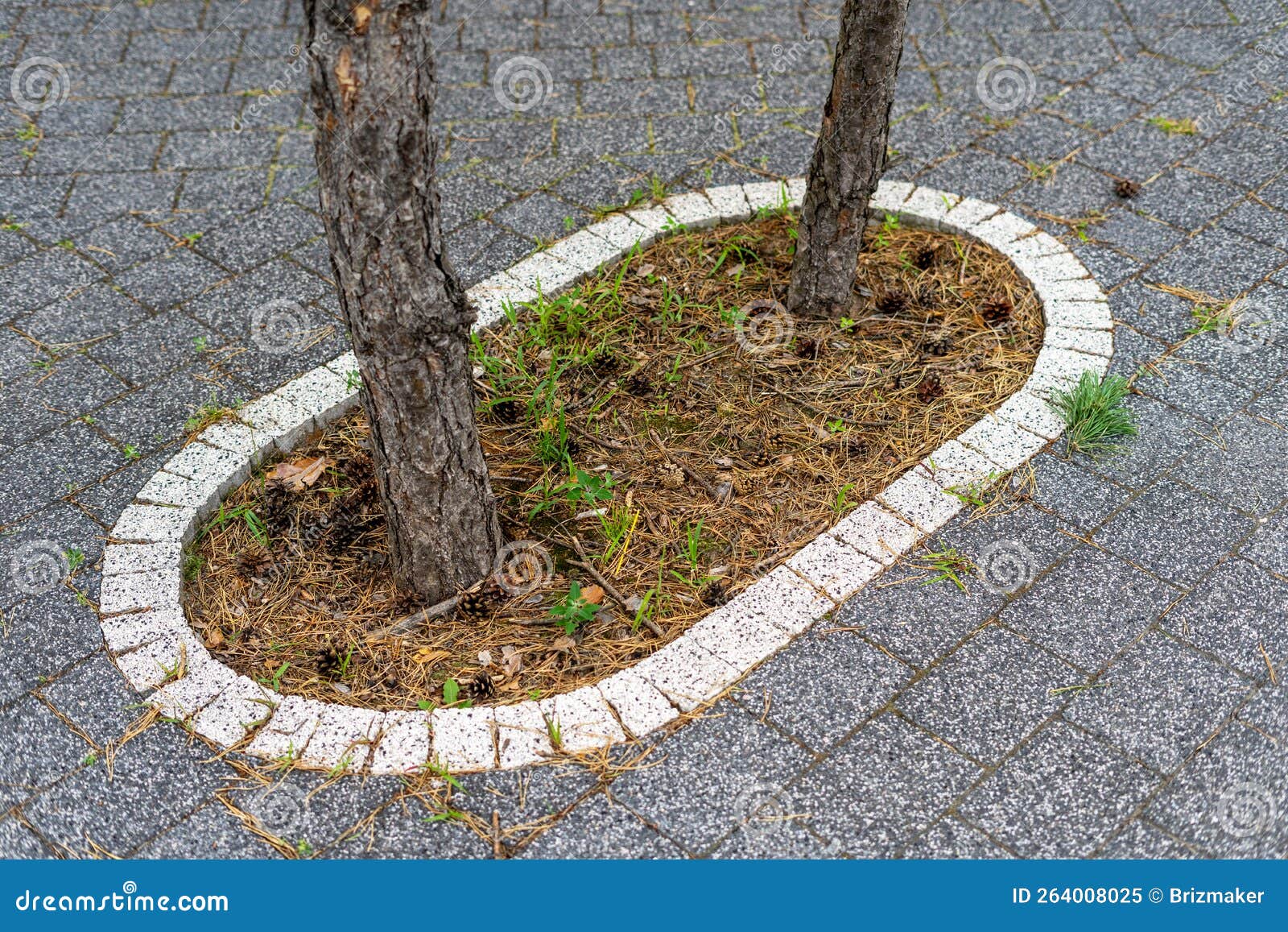 Tree Trunk Base Surrounded with Stone Tile Stock Image - Image of ...