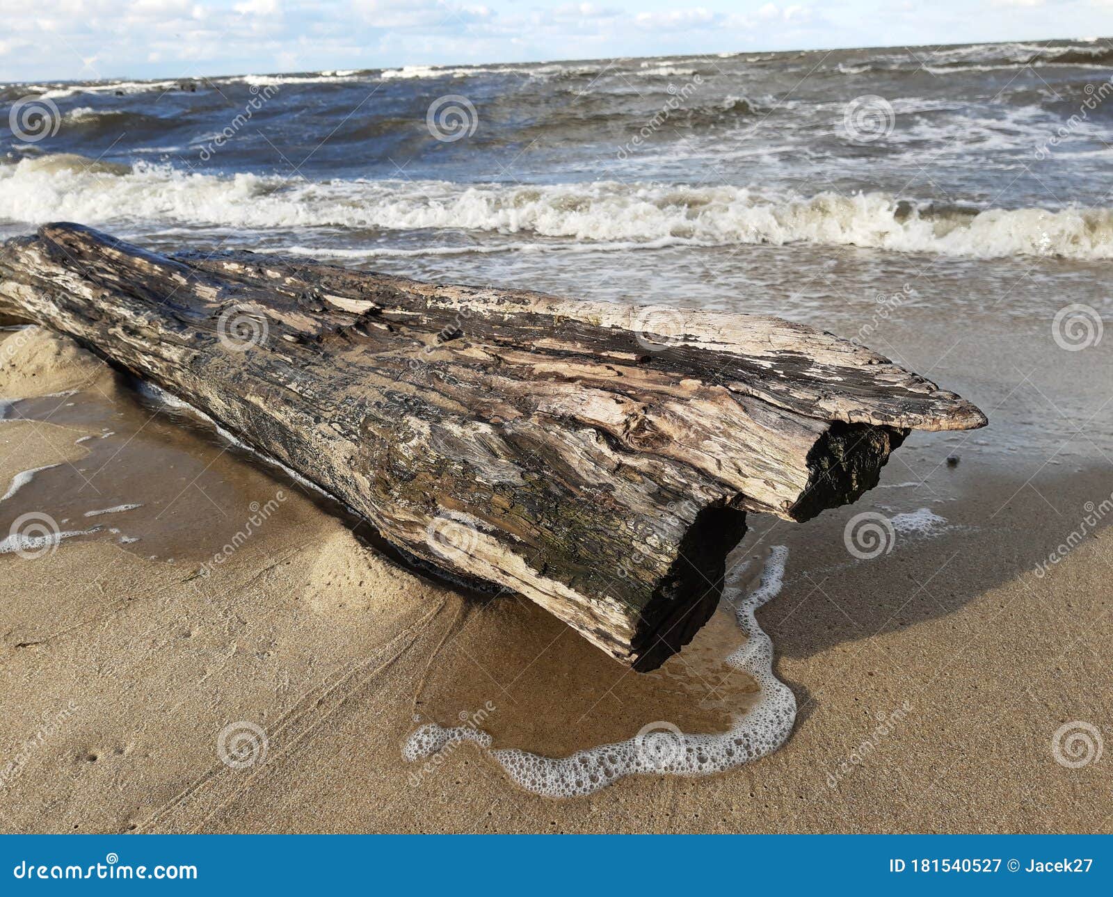 Tree trunk on the beach stock image. Image of coastline - 181540527