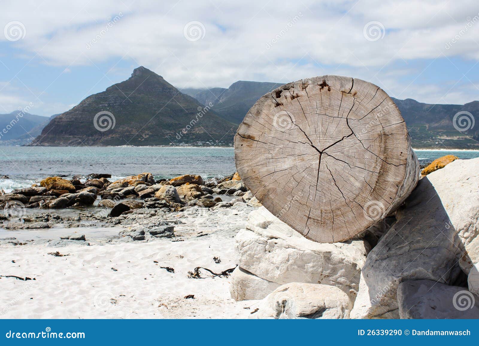 Tree trunk at the beach stock photo. Image of mountain - 26339290