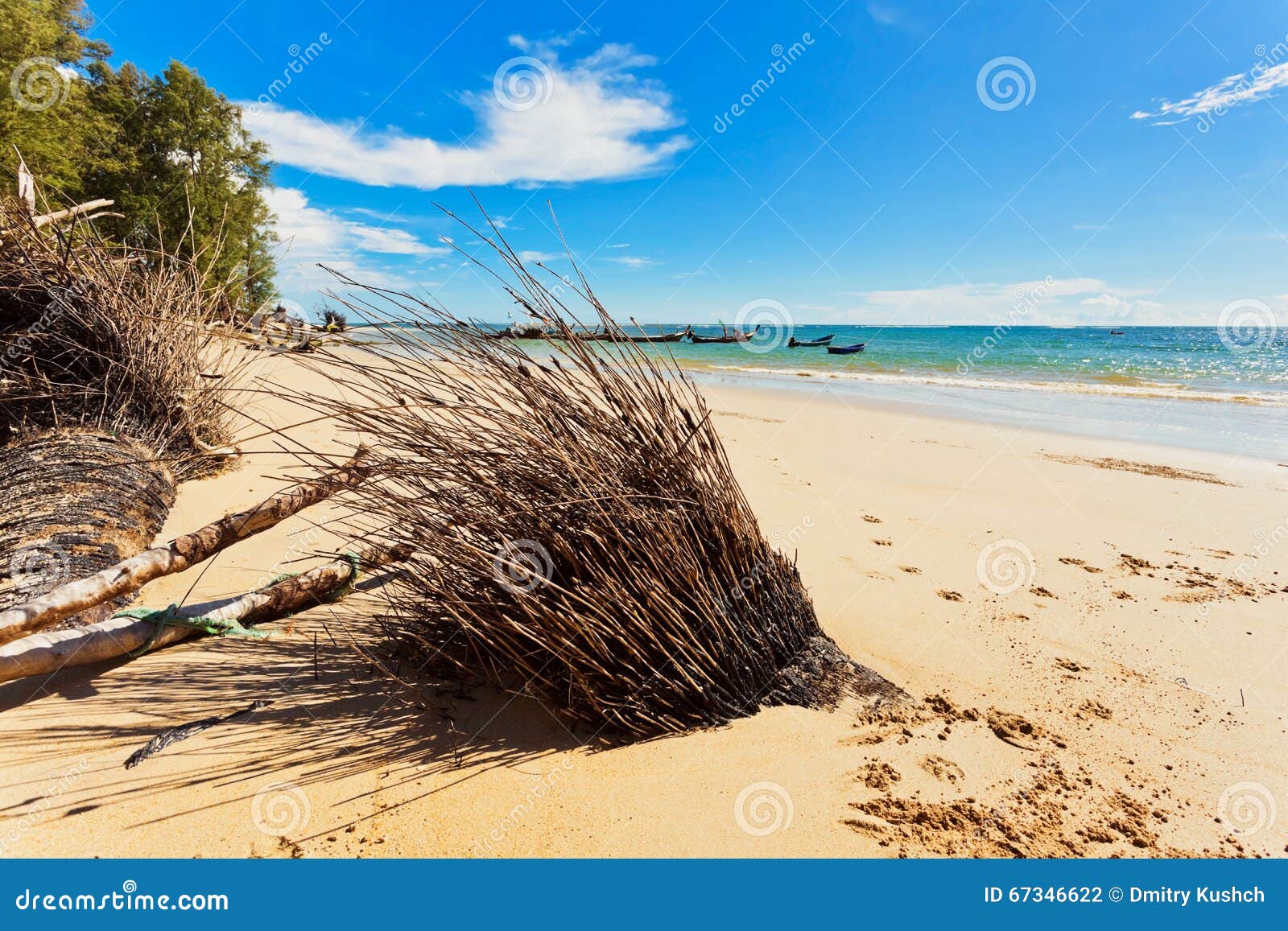 Tree trunk on beach stock photo. Image of ocean, idyllic - 67346622