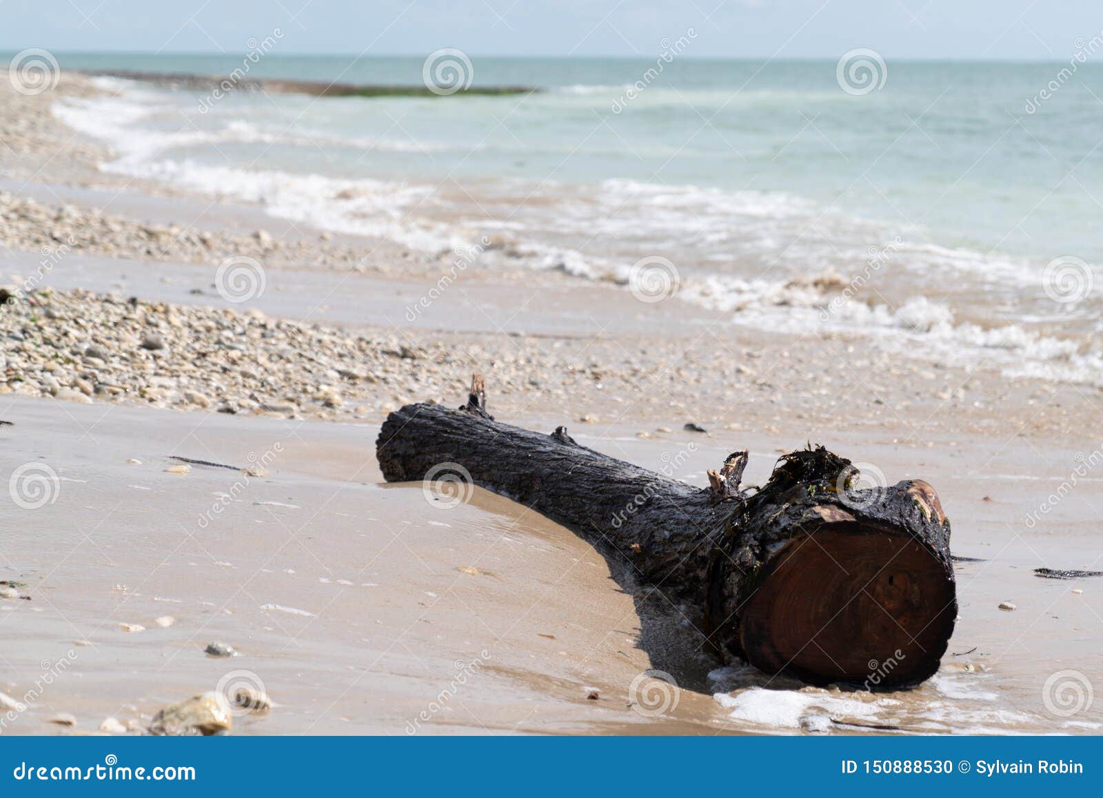 Tree Trunk on the Beach Driftwood Stock Photo - Image of sandy, nature ...