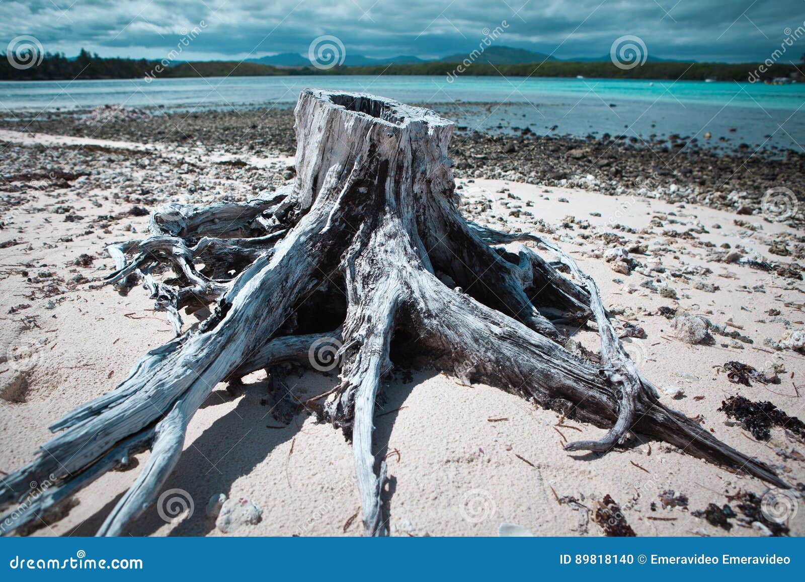 Tree trunk on the beach stock photo. Image of outdoors - 89818140