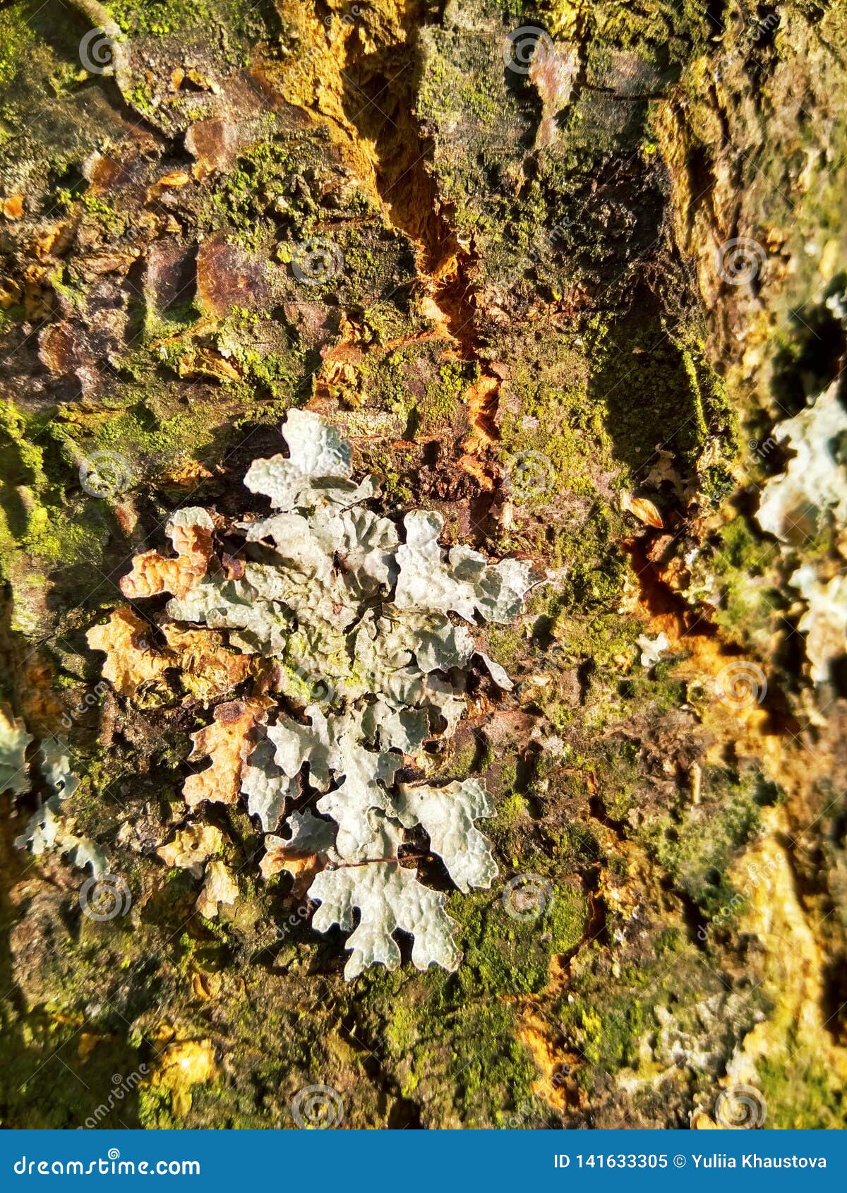 Tree Trunk with a Beautiful Blue Lichen Stock Image - Image of bark ...