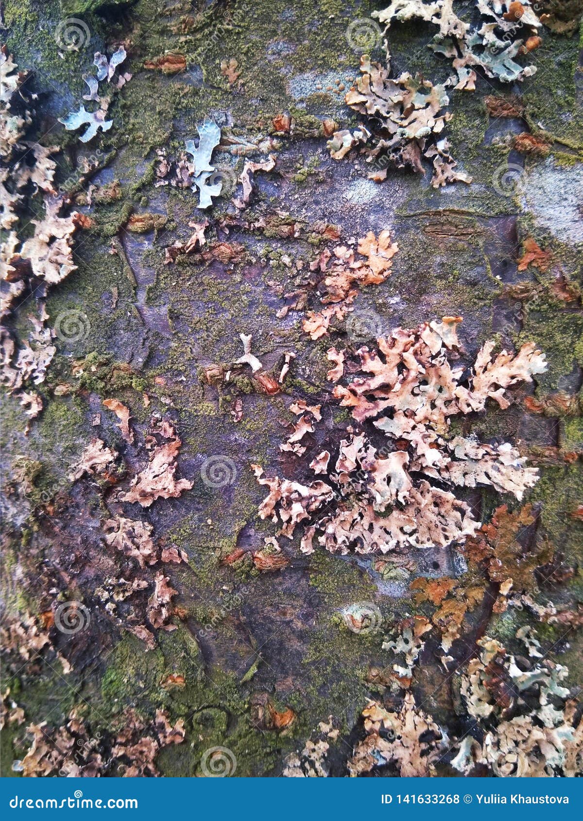 Tree Trunk with a Beautiful Blue Lichen Close Up Stock Photo - Image of ... Tree Trunk with a Beautiful Blue Lichen Close Up Stock Photo - Image of ...
