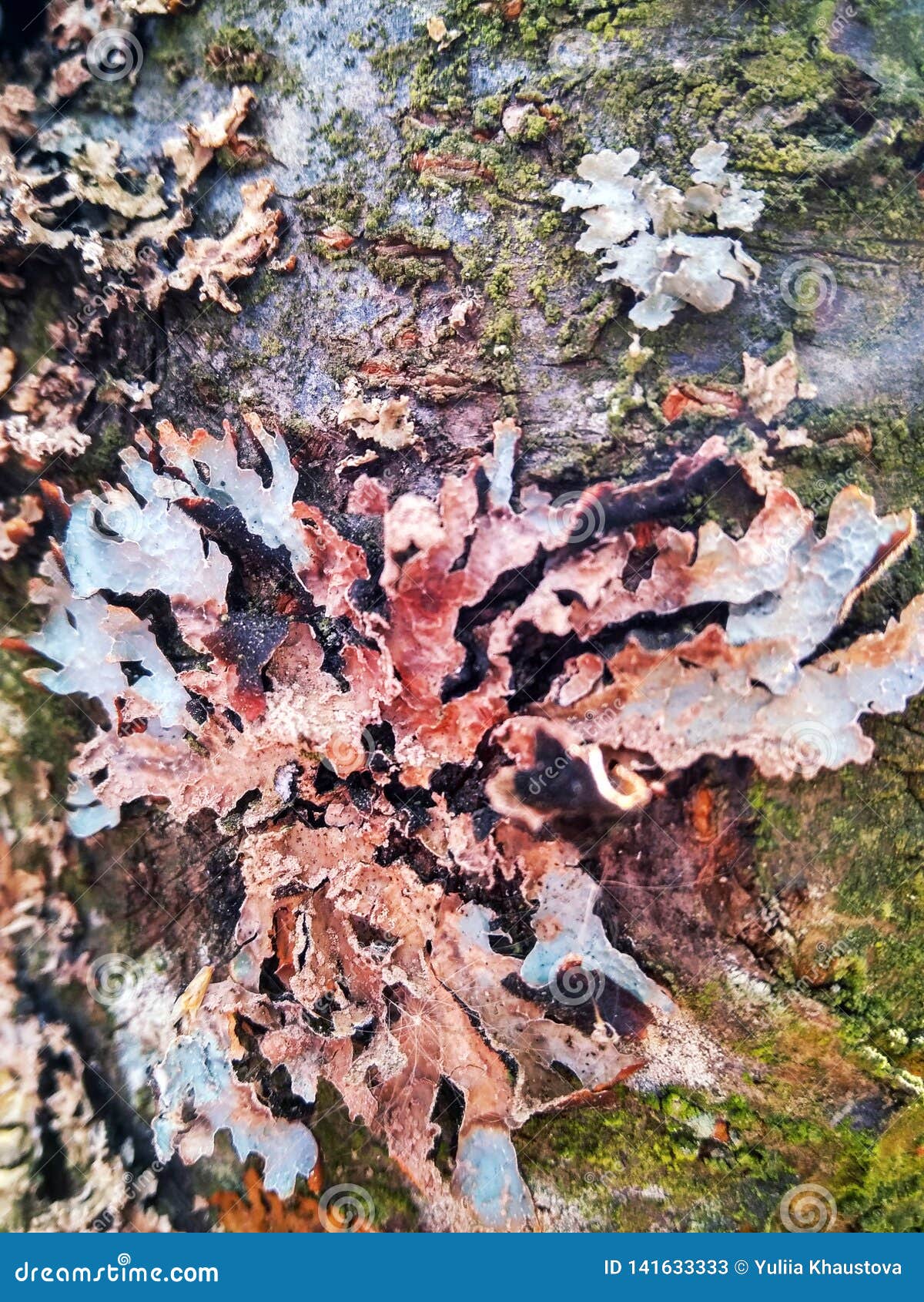 Tree Trunk with a Beautiful Blue Lichen Close Up Stock Image - Image of ... Tree Trunk with a Beautiful Blue Lichen Close Up Stock Image - Image of ...