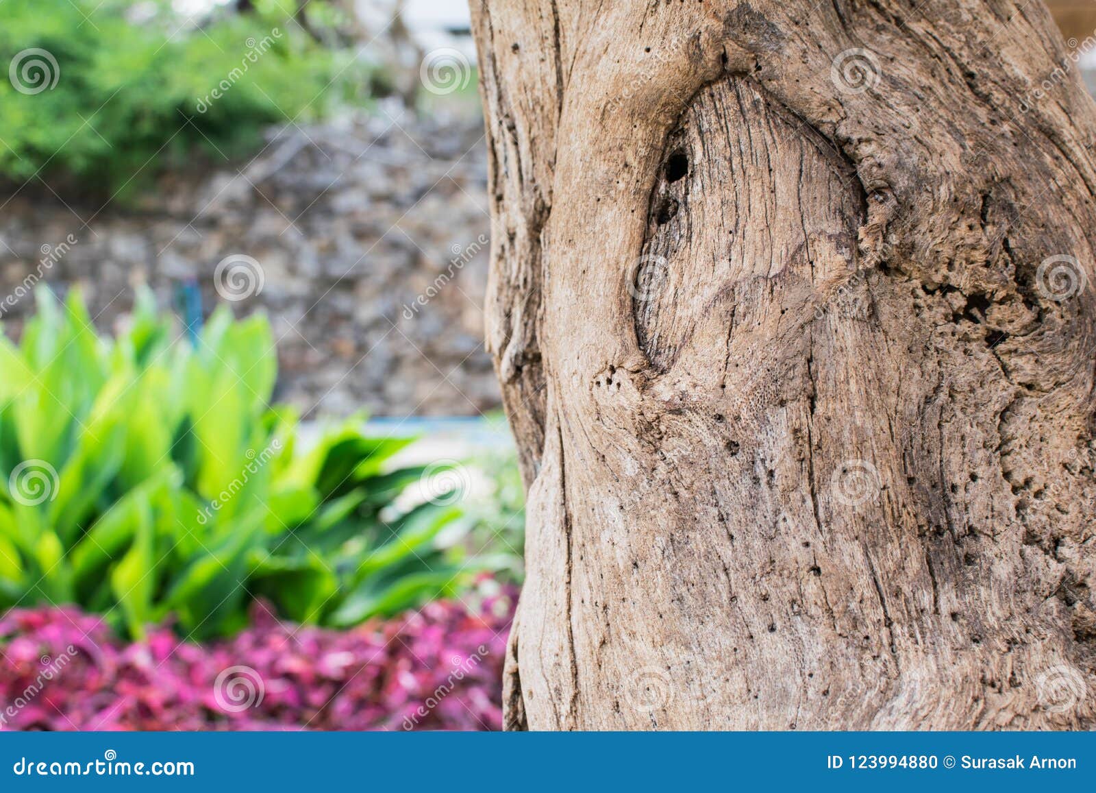 Tree Trunk and Beautiful Flowers Stock Photo - Image of covering ...