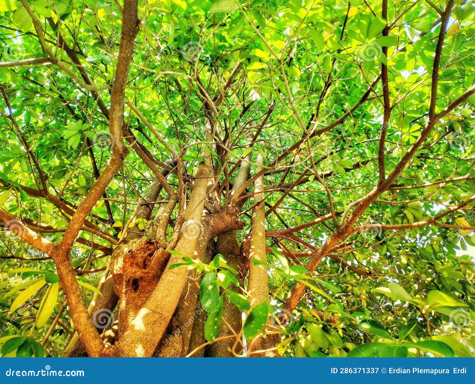 Beautiful tree trunks stock image. Image of beautiful - 286371337