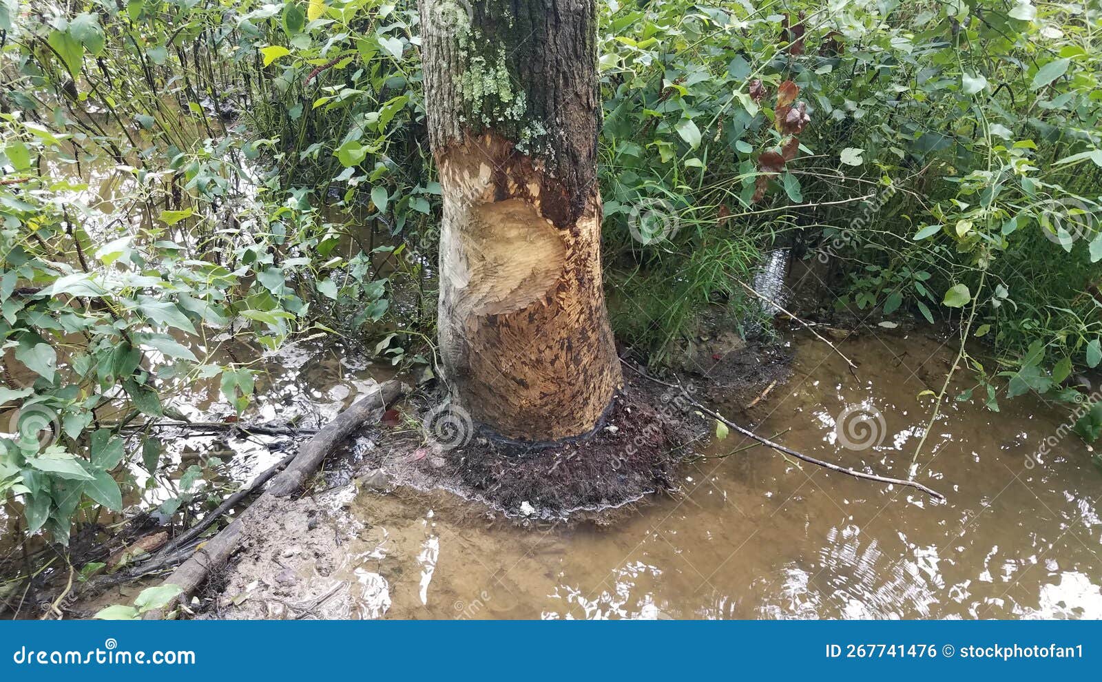Tree Trunk with Beaver Bite Marks and Mud and Water Stock Photo - Image ...