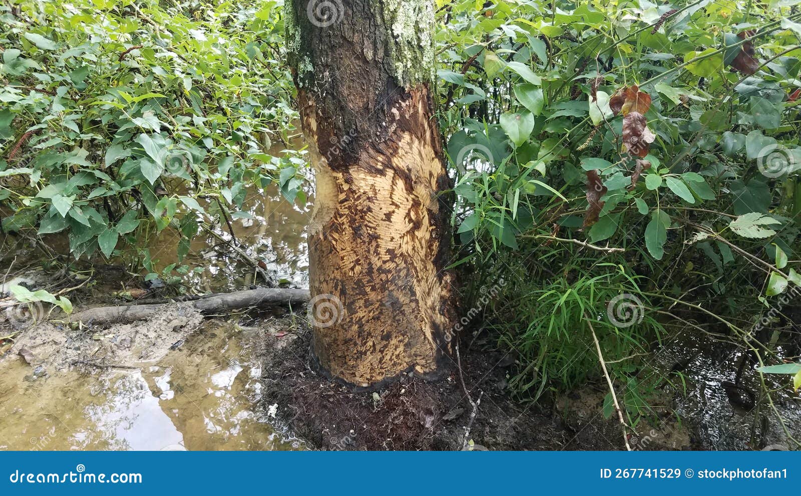 Tree Trunk with Beaver Bite Marks and Mud and Water Stock Image - Image ...