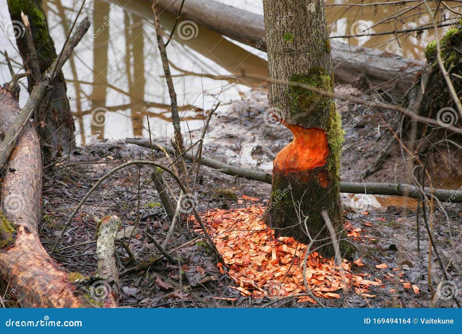 Beaver Gnawed the Trunk of Black Alder Tree. Stock Photo - Image of ... Beaver Gnawed the Trunk of Black Alder Tree. Stock Photo - Image of ...