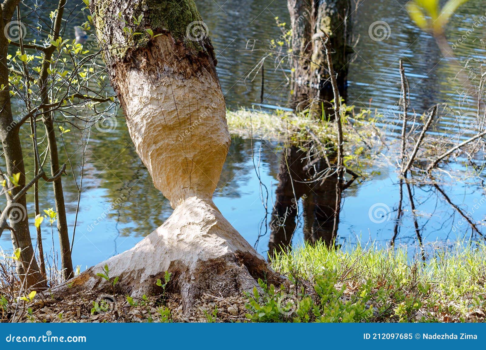 A Tree Trunk with a Beaver Trail. a Beaver Chewed on a Tree on the ...
