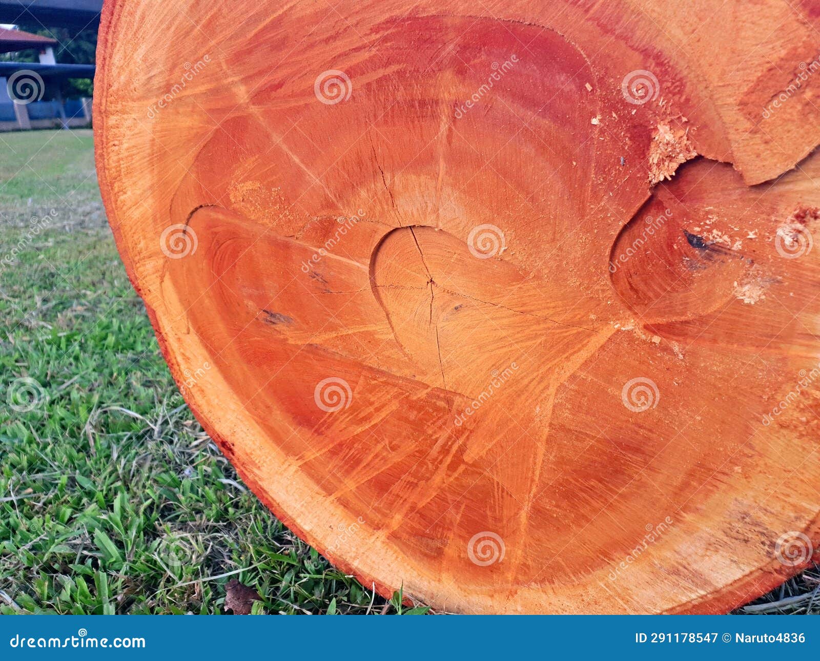 Tree trunk after being cut stock image. Image of grain - 291178547