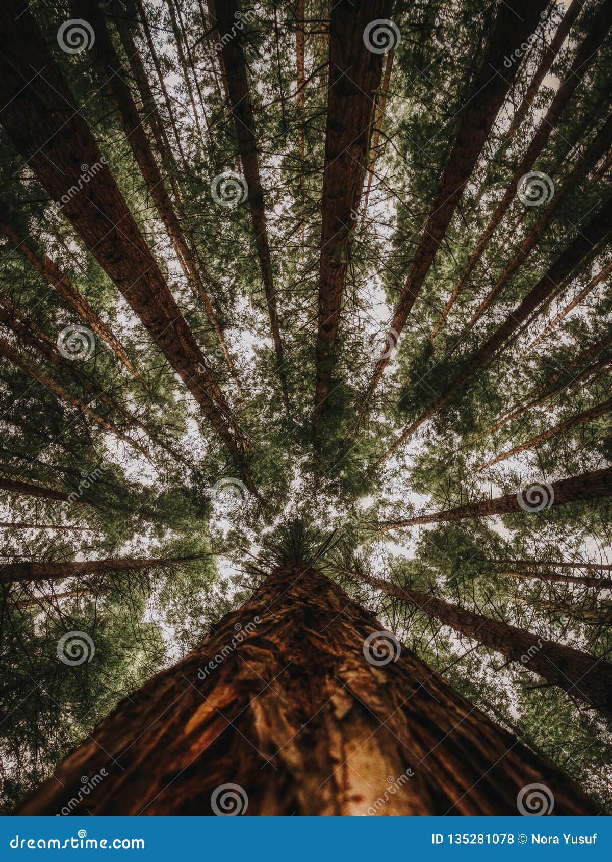 Tree Trunk from Below in Redwood Forest Stock Photo - Image of forest ...