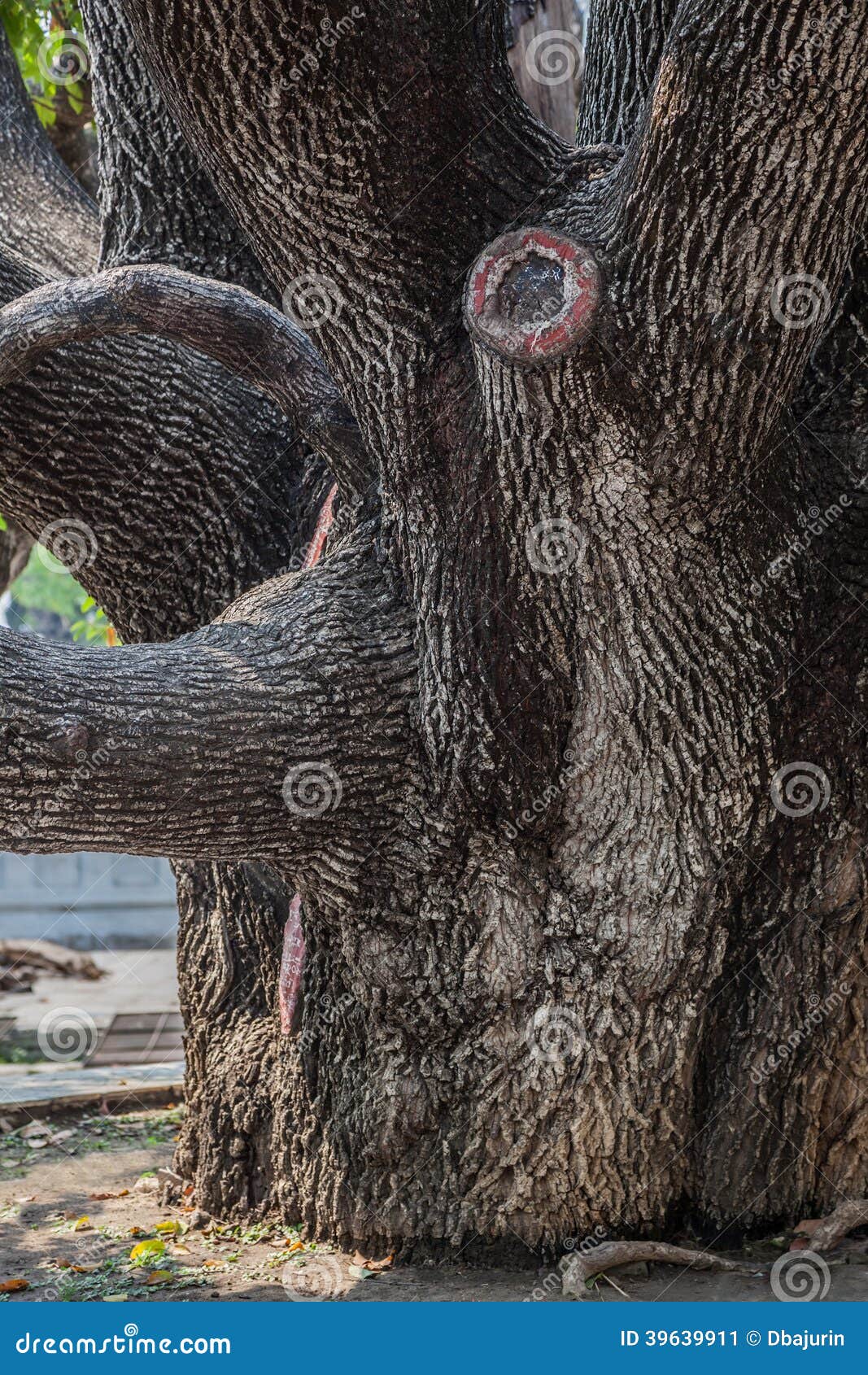 Tree trunk stock image. Image of shrines, shrine, destination - 39639911