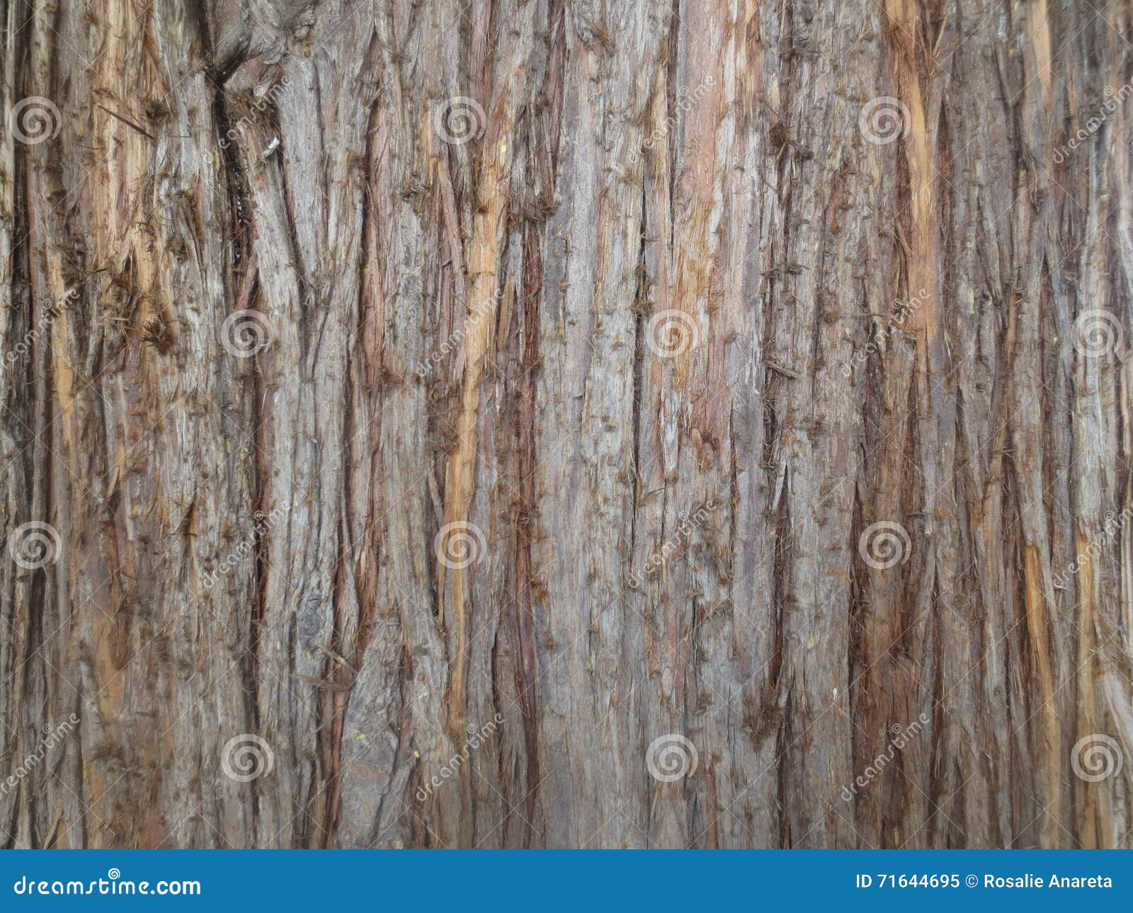 Tree trunk stock image. Image of sunny, trunk, canada - 71644695