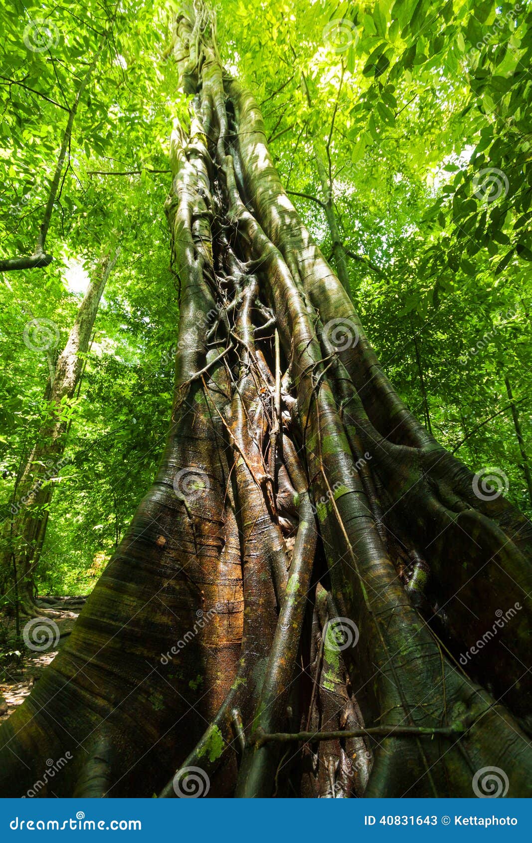 Tree trunk stock image. Image of pure, rough, rainforest - 40831643