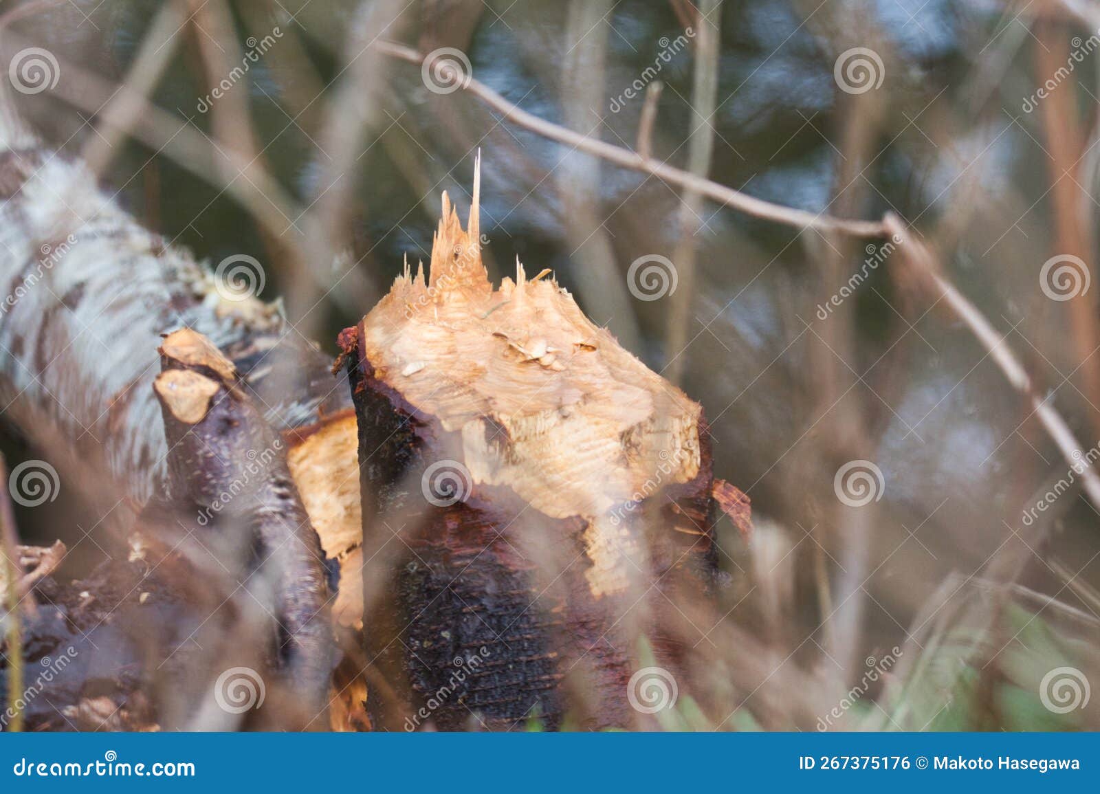 A Tree Trunk Bitten by the Beaver. Stock Photo - Image of animal ...