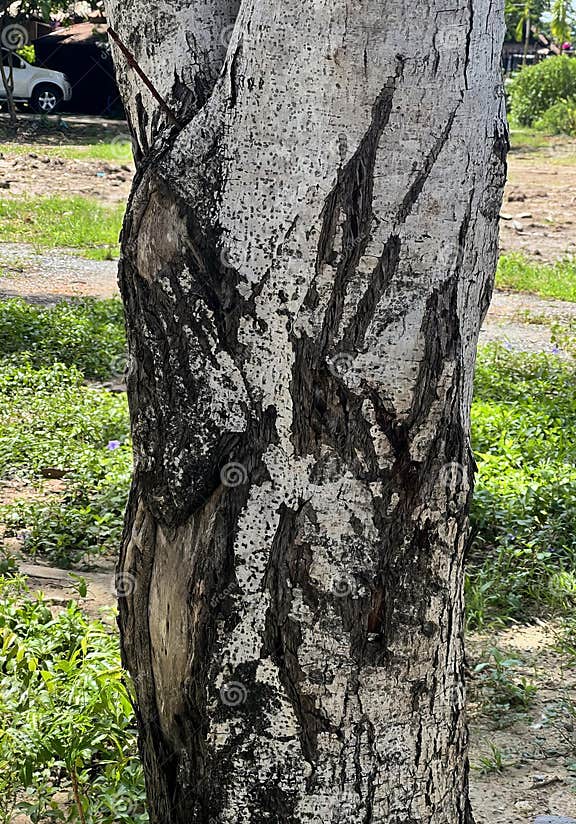A Tree Trunk with Black Bark and White Bark Stock Image - Image of ...