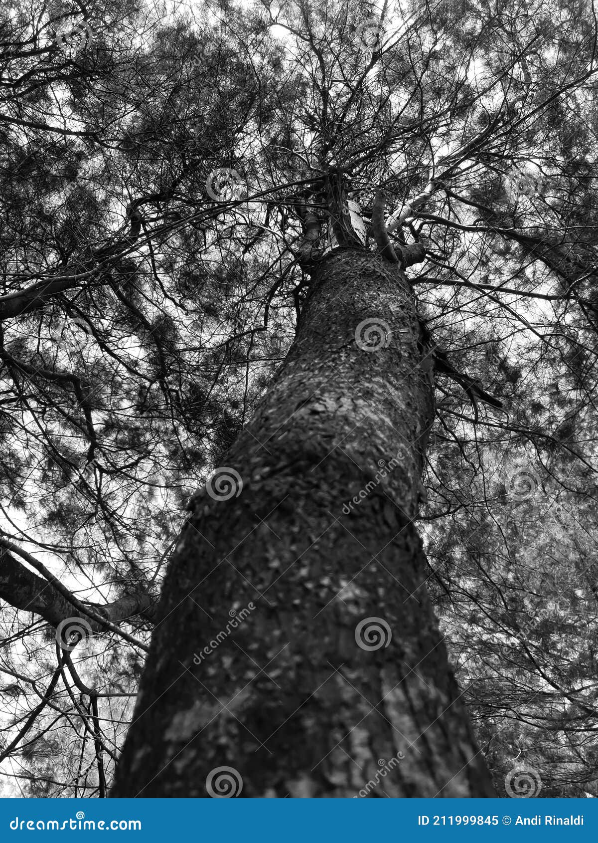 Tree Trunk in Black and White Stock Image - Image of darkness, woodland ...