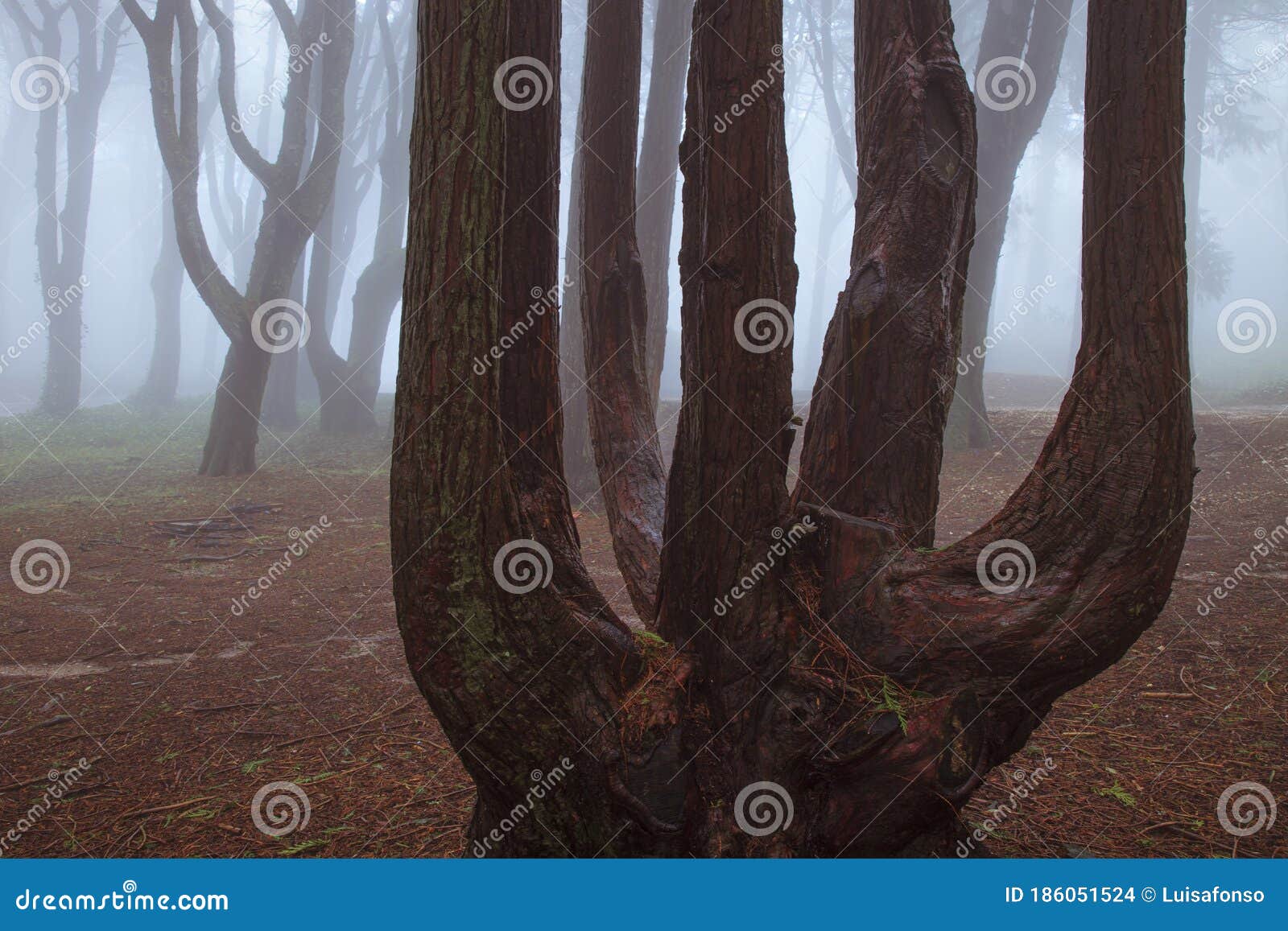 Tree trunk blue forest stock photo. Image of trees, peninha - 186051524